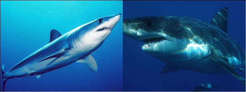 Le requin, un poisson peu connu. Quiz QCM Animaux, Poissons, Requins