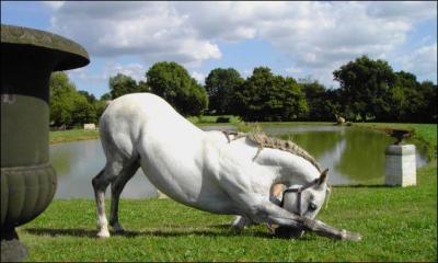 Quiz Définitions et Expressions en Equitation ! - Chevaux