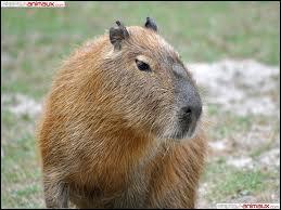 Quiz Mon pays, la Guyane (3ème partie) - Regions francaises, France