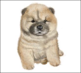 Quiz Dogzer - Site internet