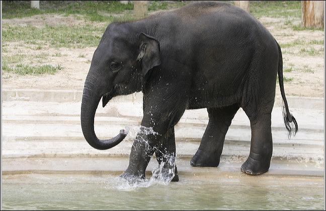Quizz Les pachydermes et les gros animaux - Quiz Animaux, Especes ...