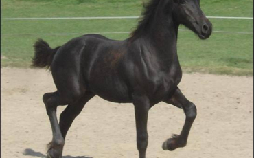 Quiz Jappeloup - Equitation, Chevaux