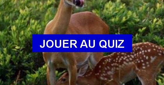 Quizz Les animaux de la forêt - Quiz Animaux
