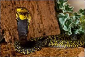 Quiz Attention au cobra - Serpents, Reptiles