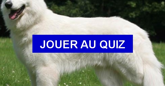 Quizz Les races de chiens (2) - Quiz Races, Chiens, Races de chiens