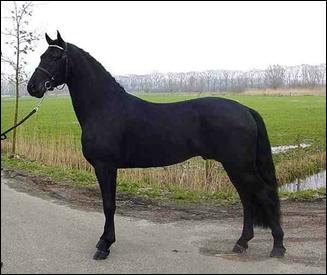 Quizz Races de chevaux : le Frison - Quiz Chevaux, Races, Frison