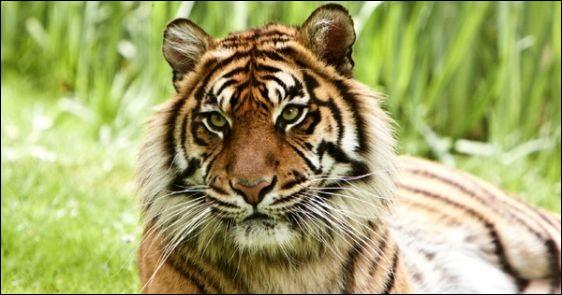 Quizz Le tigre de Sumatra - Quiz Tigres
