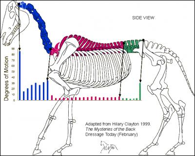 Quiz Le squelette du cheval - Morphologie, Anatomie, Chevaux